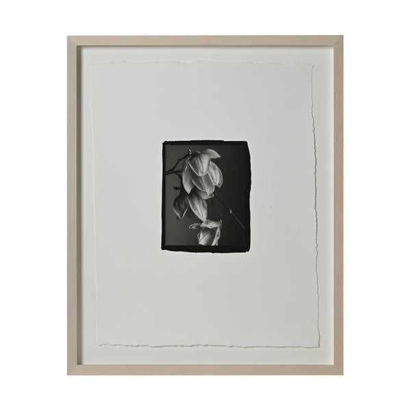 Frances Palmer, Magnolia Platinum-Palladium Print – KRB